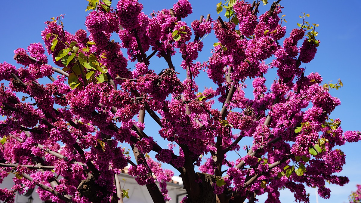 Verhalen van Nederlandstalige emigranten & reizigers in Andalusië